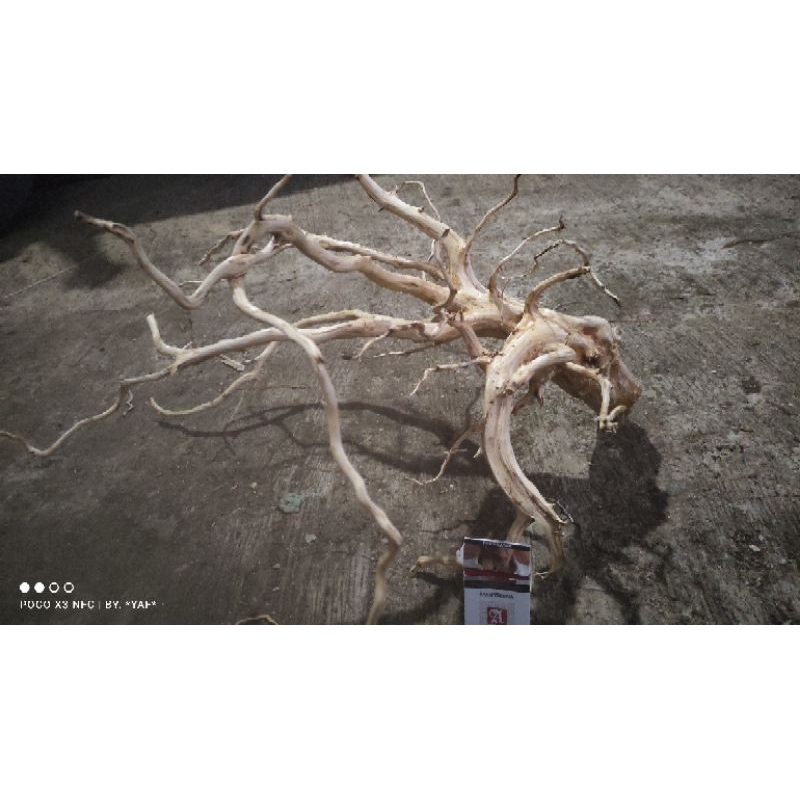 Jual akar rasamala aquarium size xl | Shopee Indonesia