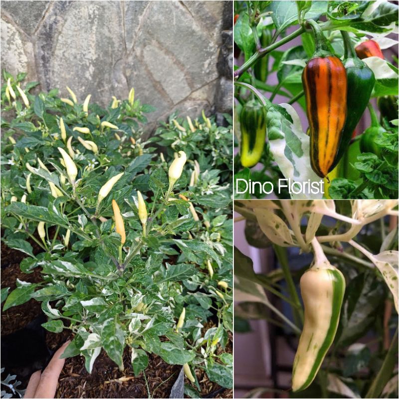 Jual Bibit Tanaman Cabai Fish Pepper / Cabe / Lombok Varigata / Cabe ...
