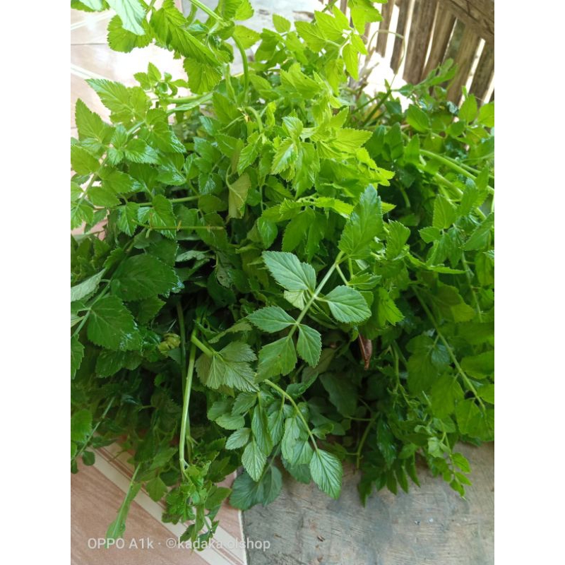 Jual Jual daun tespong per 100 grm bisa buat bibit atau buat sayuran ...