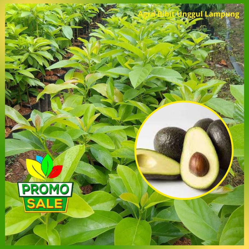 Jual Bibit Alpukat Mutiara Hitam Asli Tanaman Alpokat Okulasi Rasa buah ...