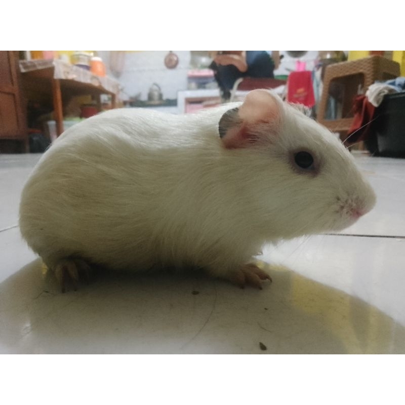 Jual marmut lokal/Guinea pig (Bonus 250 gr rumput tiap pembelian ...