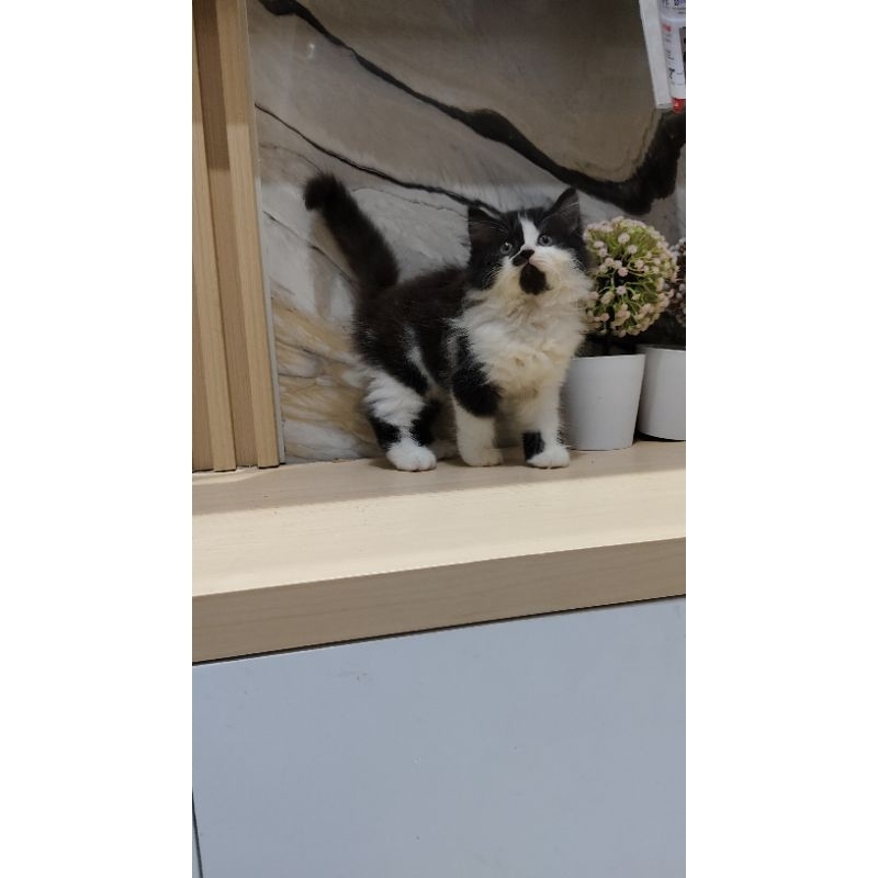 Jual kucing persia flatnose batman muchkin | Shopee Indonesia