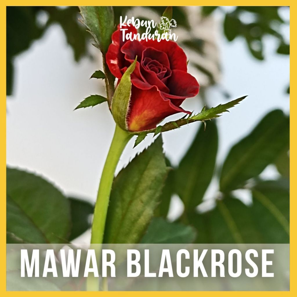 Jual Bunga Mawar Hitam Blackrose Kondisi Kuncup Tanpa Duri | Shopee ...