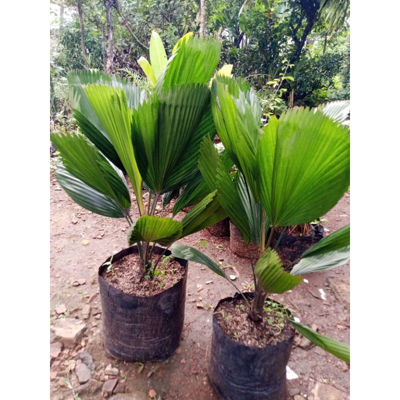 Jual pohon palem kol tinggi 50-60cm | Shopee Indonesia