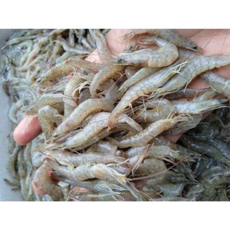 Jual Udang Api 1kg | Shopee Indonesia