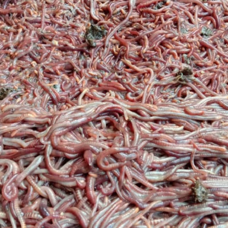 Jual Cacing Tanah LUMBRICUS, ANC, dan TIGER / Cacing Tanah ANC/ Cacing ...
