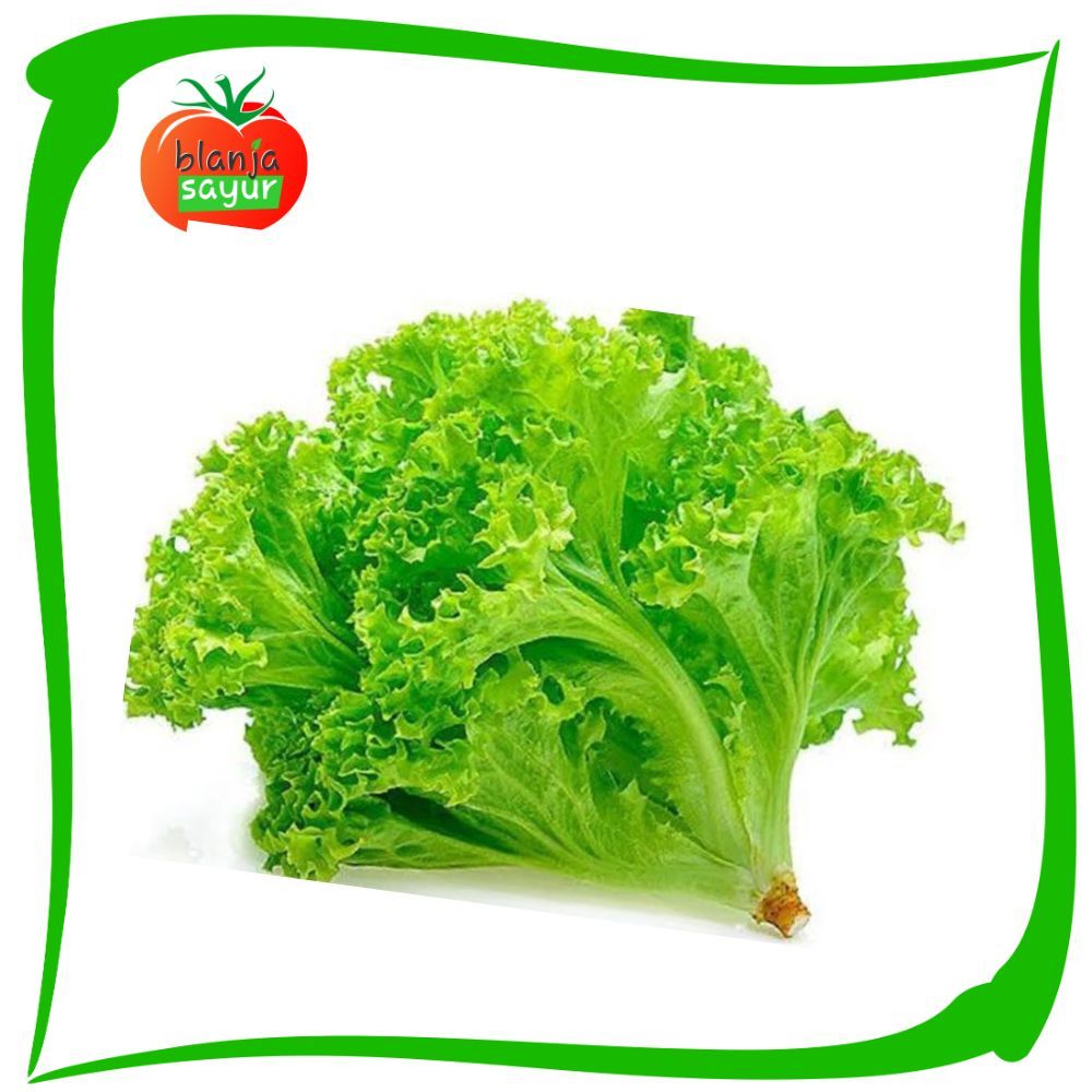 Jual Daun Selada kriting Segar | Shopee Indonesia