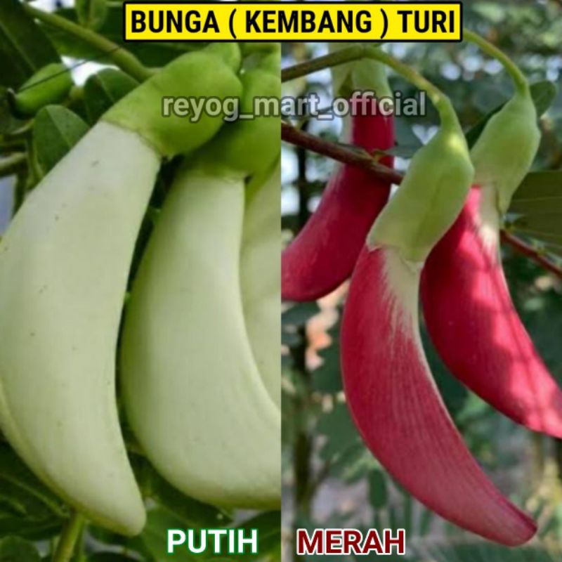 Jual BUNGA TURI PUTIH / MERAH KEMBANG FRESH SEGAR BISA UNTUK SAYUR DAN ...