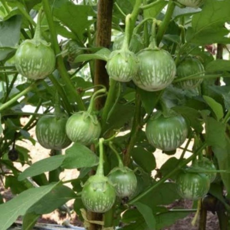 Jual Tanaman Sayur Terong Lalap / Terong Gelatik / Terong Thailand ...