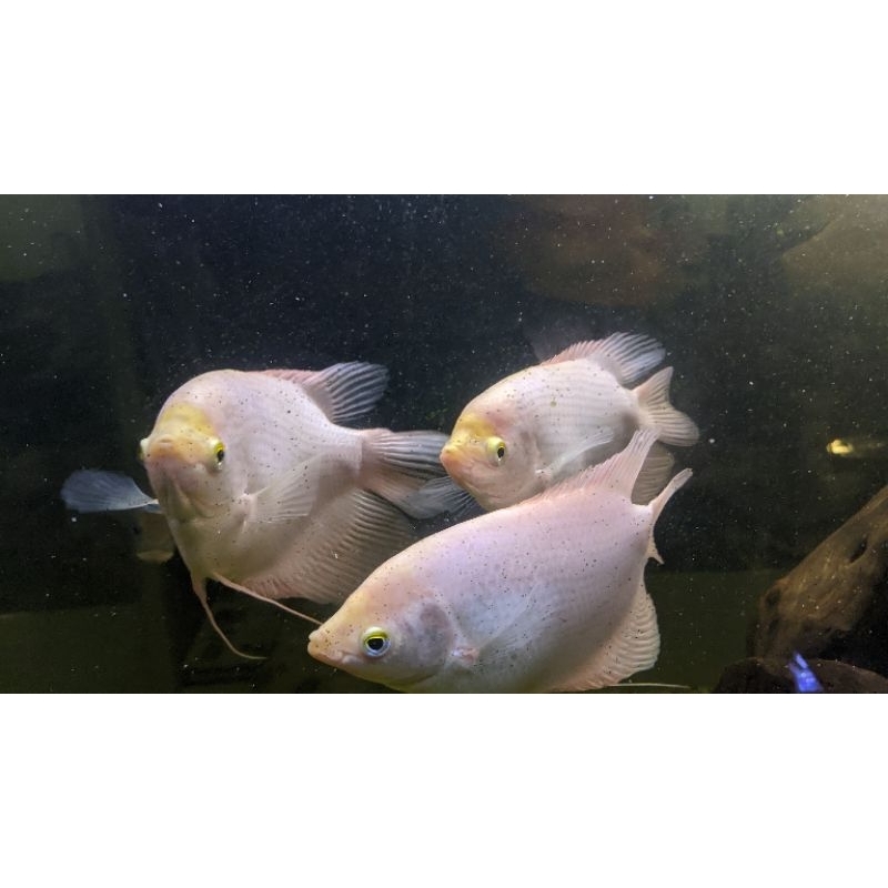 Jual ikan hias gurami/gurame Padang ukuran 5 jari | Shopee Indonesia