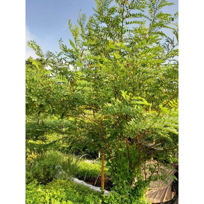Jual bibit indigofera | Shopee Indonesia