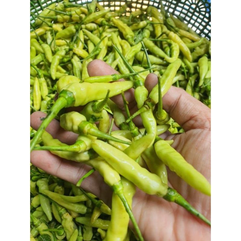 Jual cabe rawit putih.-1 kg. | Shopee Indonesia