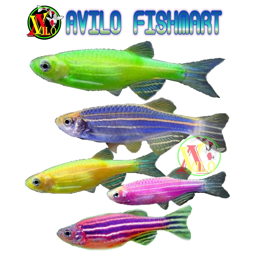 Jual ikan hias danio zebra warna campur aquascape fish | Shopee Indonesia