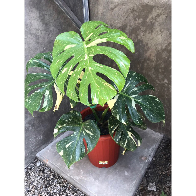 Jual Monstera Variegata (Monthai) | Shopee Indonesia