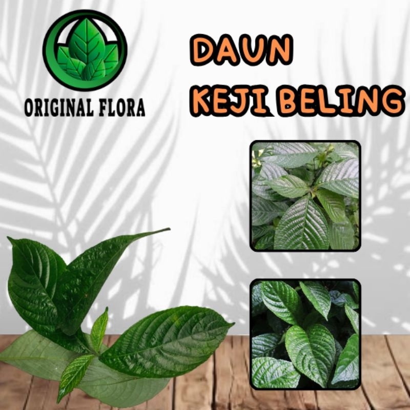 Jual Perhelai Daun Keji Beling Kejibeling Untuk Obat | Shopee Indonesia
