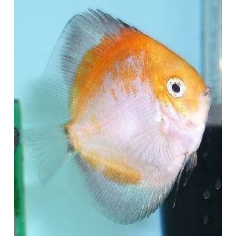 Jual Discus Nebula 1-2cm | Shopee Indonesia