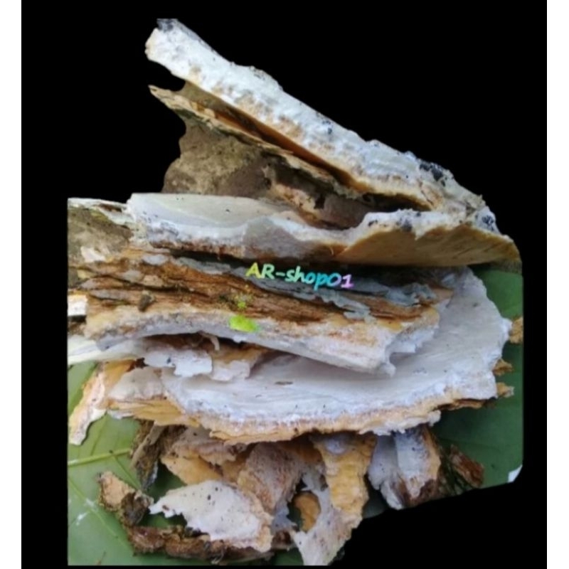 Jual kulit pohon kayu pule segar per 250g | kulit kayu pule murah ...