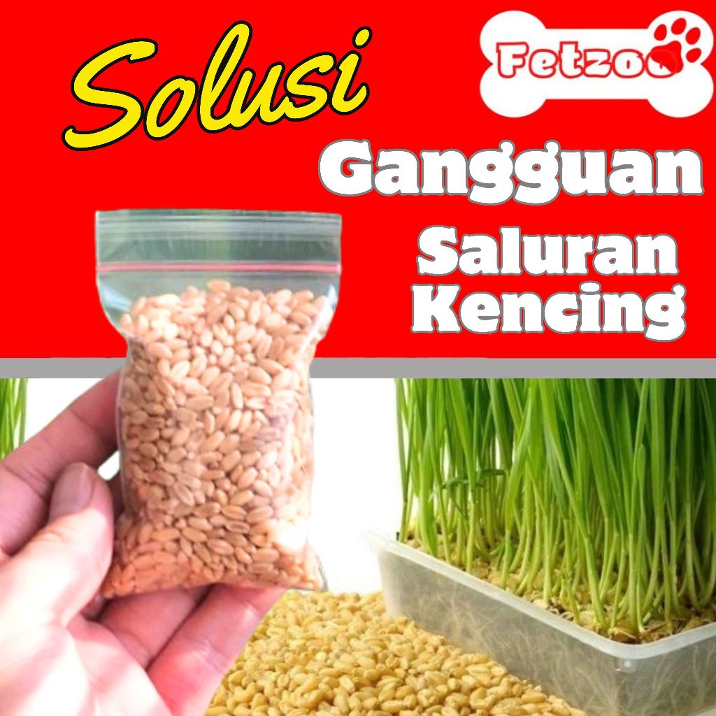 Jual Rumput Kucing Tumbuh Benih Gandum Premium Cat Wheat Grass 10gram ...