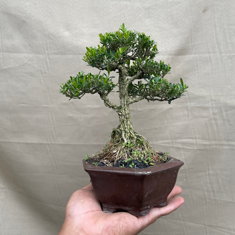 Jual Bonsai tanaman boxus formal + pot nya | Shopee Indonesia