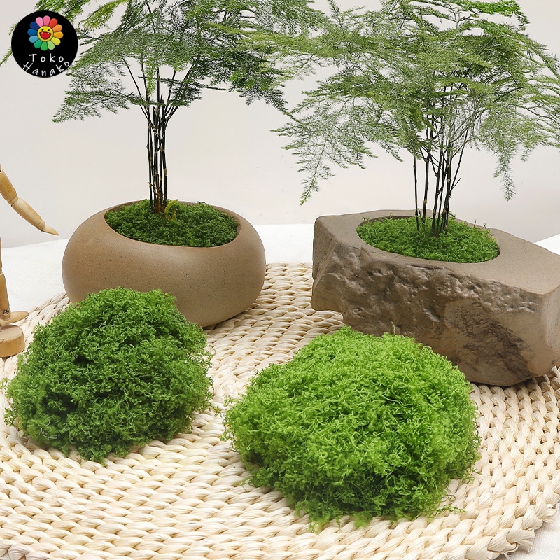 Jual Preserved Moss/Lumut Awetan/Lumut Buatan/Lumut Abadi/Dekorasi ...