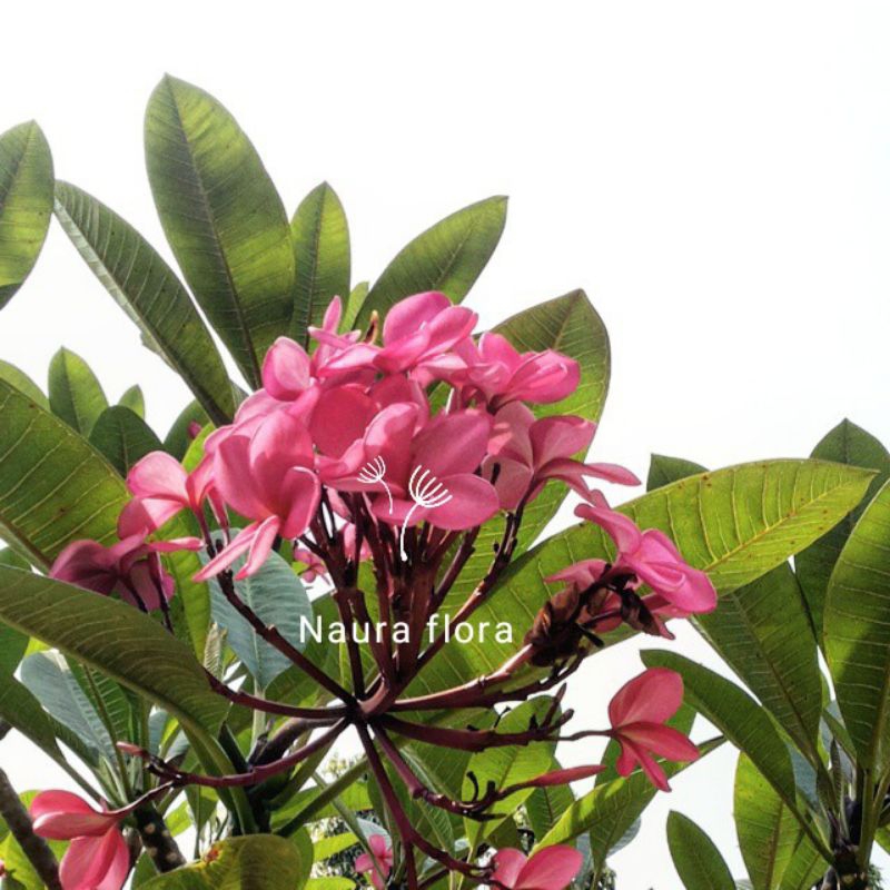 Jual stek kamboja bunga pink cutting tangkai fress | Shopee Indonesia