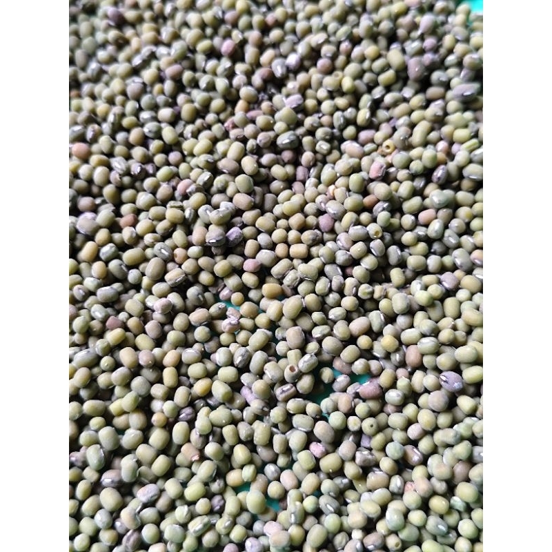Jual Kacang Hijau Termurah 1 KG Rijek | Shopee Indonesia