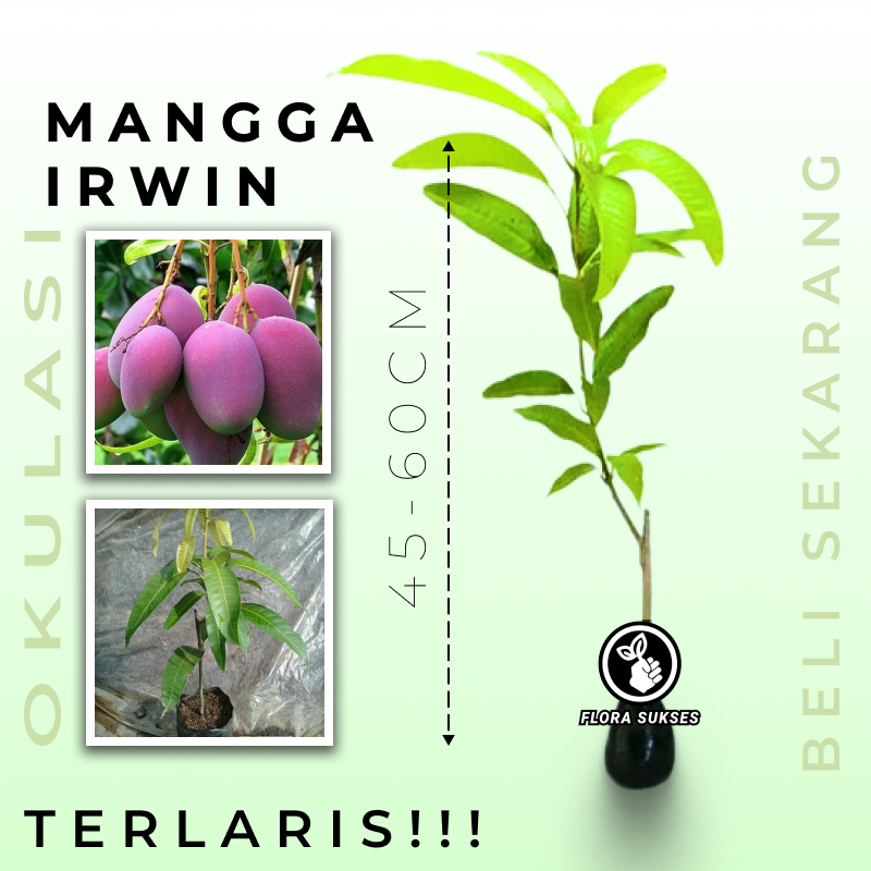 Jual Bibit Tanaman Mangga Irwin Manis Pol Bibit Mangga Erwin Mangga ...