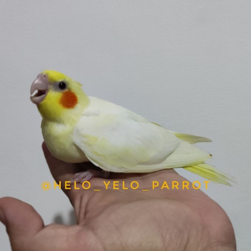 Jual Falk / Parkit Australia Lutino MM | Shopee Indonesia