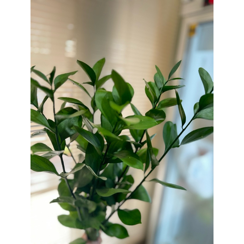 Jual Ruscus Leaves Daun Ruskus bunga asli fresh flowers bung potong per ...