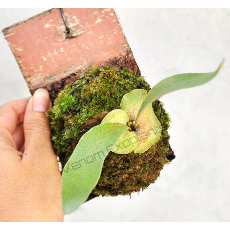 Jual VE1310 Platycerium veitchii Blue tanaman simbar paku kadaka tanduk ...