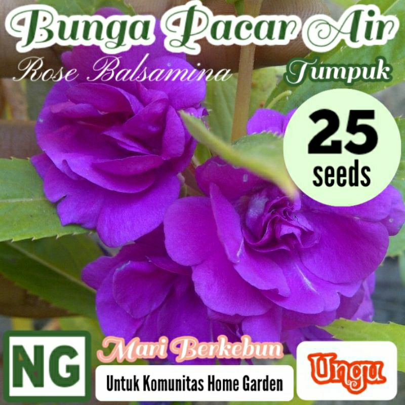 Jual 25 Benih Bunga Pacar Air Ungu Tumpuk Benih Biji Bibit Bunga Hias ...