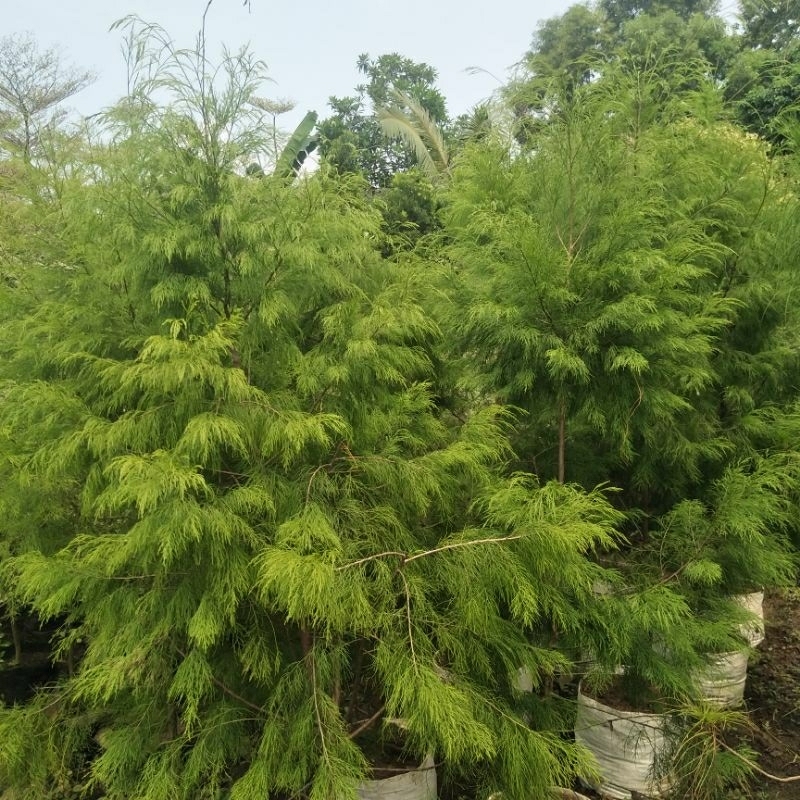 Jual pohon cemara balon 2 meter casua dan 3 meter | Shopee Indonesia