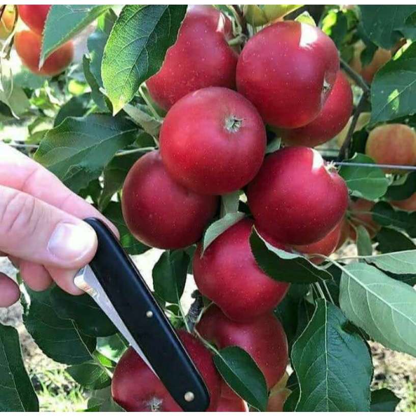 Jual bibit apel rome beauty siap tanam | Shopee Indonesia