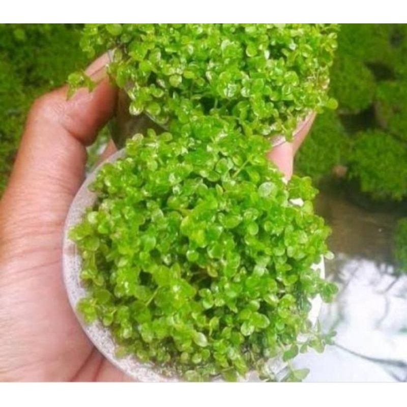 Jual monte carlo | Shopee Indonesia