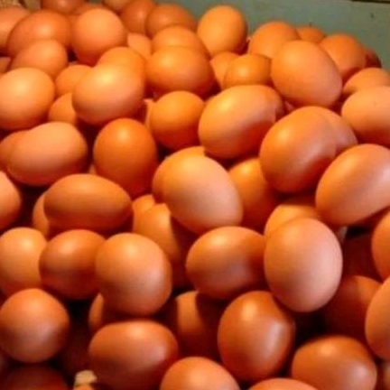 Jual Telur Ayam Negeri Fresh 1 kg (Isi 15-17 Butir) | Shopee Indonesia