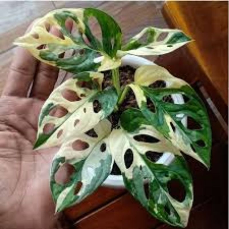 Jual Tanaman Hias Monstera Adansoni Varigata Japan/Janda Bolong ...