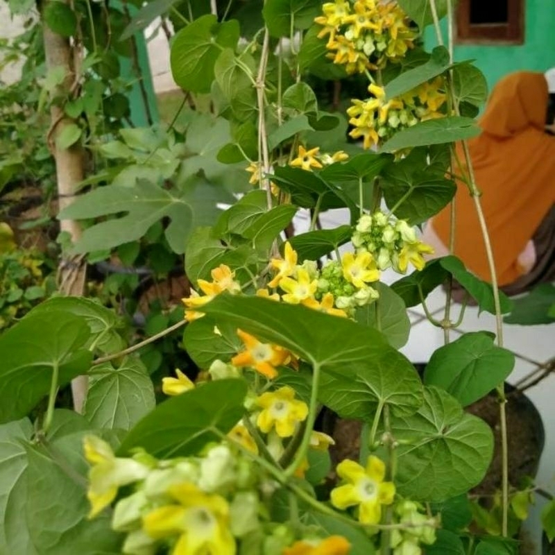 Jual vegetASI bunga tongkeng wangi tanaman pakan klanceng | Shopee ...