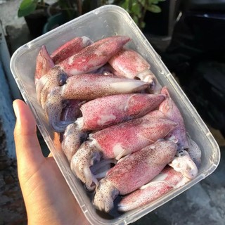 Jual Cumi Cumi Segar Ukuran Medium 1kg / Fresh Frozen Vacum Pack ...