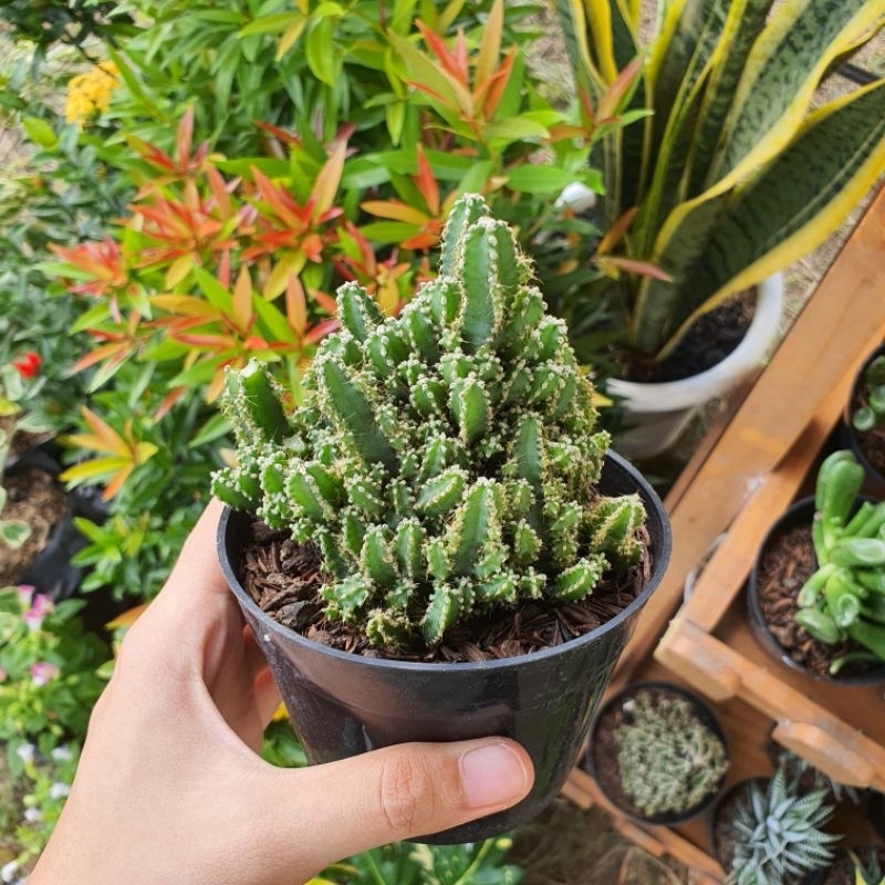 Jual Kaktus Mini Hiasan Meja Kaktus Candi Cereus Cluster Rimbun ...