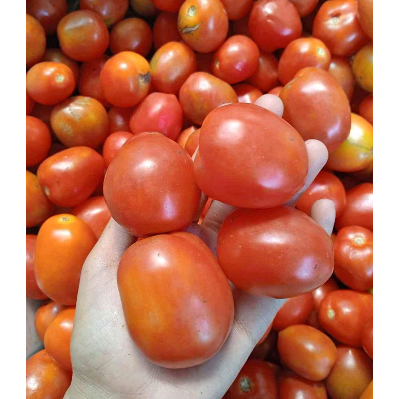 Jual Tomat Segar Fresh 1 1000 500 gram kg | Shopee Indonesia
