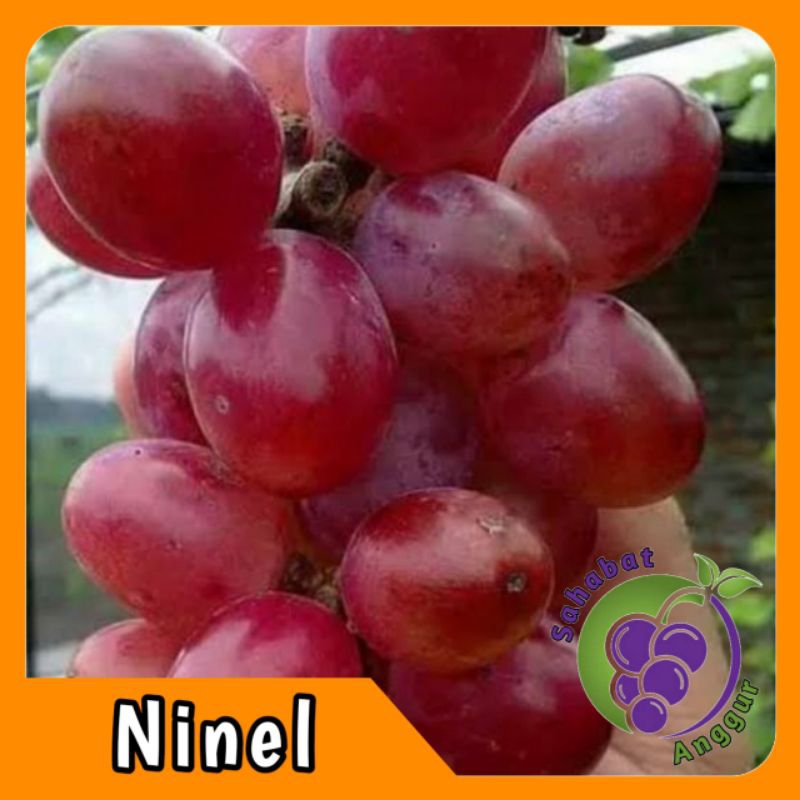 Jual Bibit Anggur Import Ninel Valid Murah Berkualitas | Shopee Indonesia