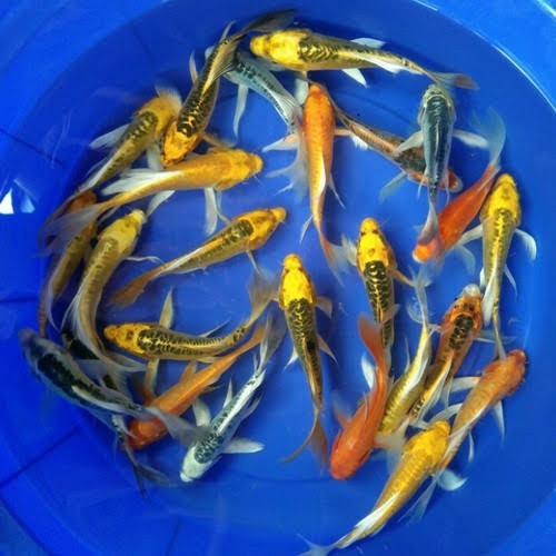 Jual Ikan Hias Koi Metalic Slayer Ikan Koi Banana Ikan Hias Kolam ...