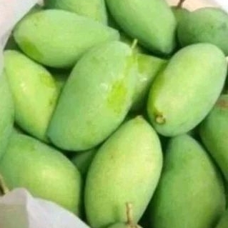 Jual mangga muda 1 kg/ mangga rujak / rujak / buah mangga/ buah segar ...