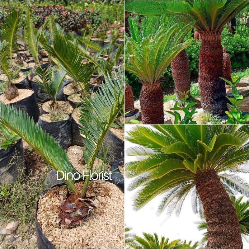 Jual Tanaman Hias Pohon Palem Sikas / Palem Mawar Jambe | Shopee Indonesia