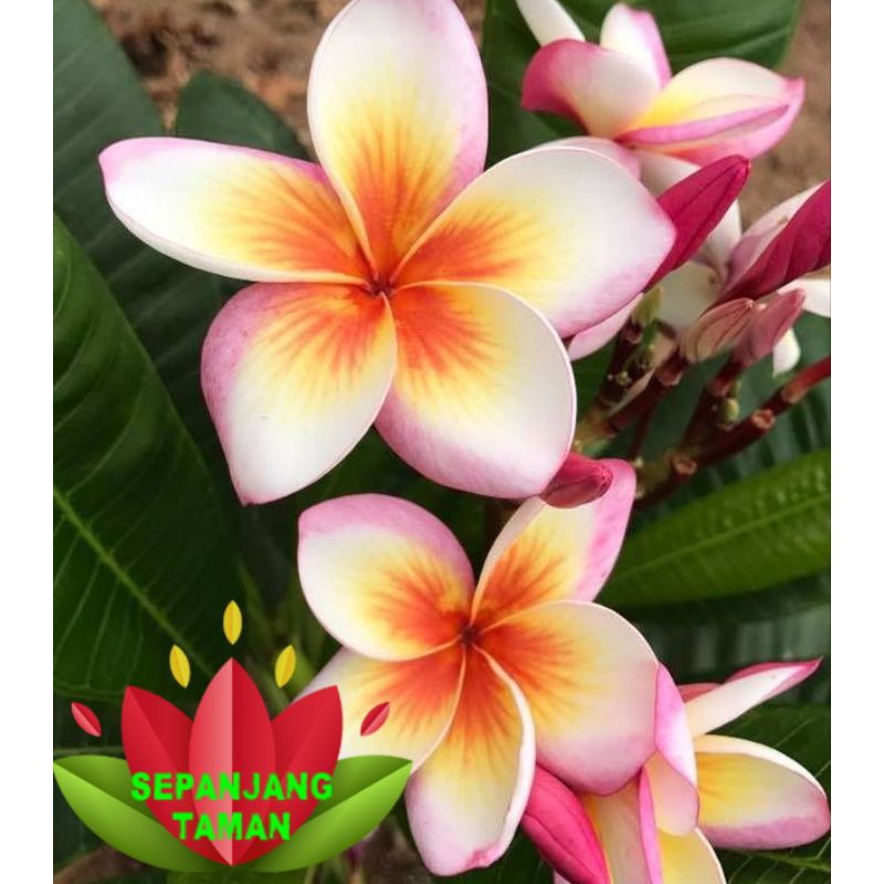 Jual Tanaman Hias Kamboja Bali Bunga White Golden Tinggi ± 1 Meter ...