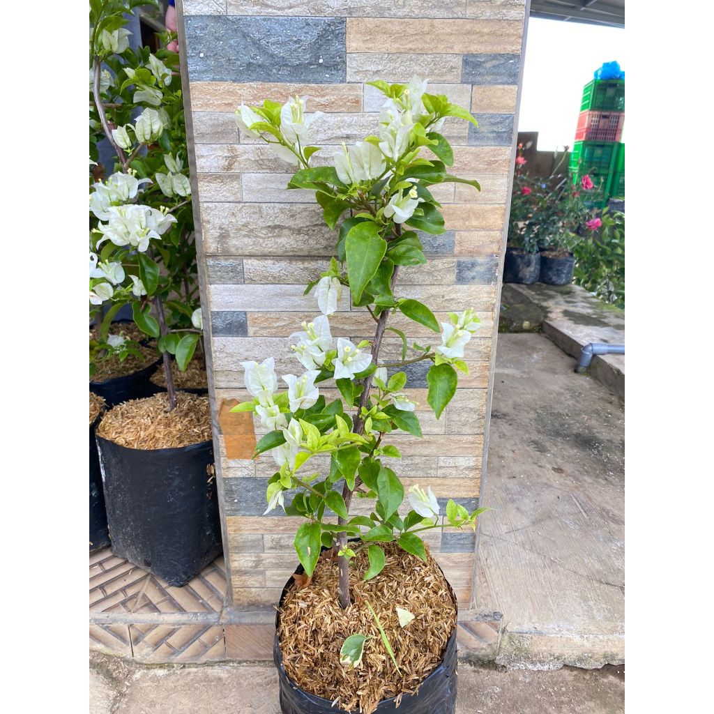 Jual Tanaman Hias Bougenvile Mikro Putih Kondisi Berbunga Rimbun