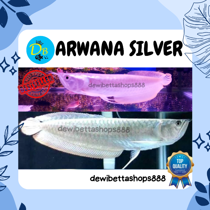Jual ARWANA SILVER - ARWANA SILVER RED BRAZIL | Shopee Indonesia