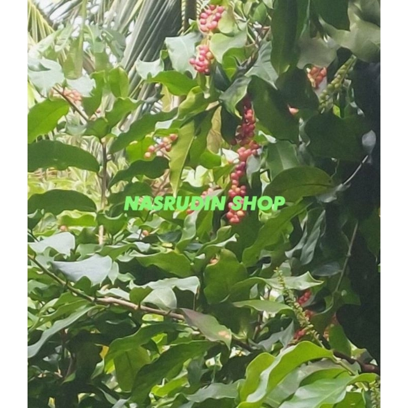 Jual DAUN BUNI 200 LEMBAR / DAUN BONI / DAUN HUNI SEGAR LANGSUNG PETIK ...