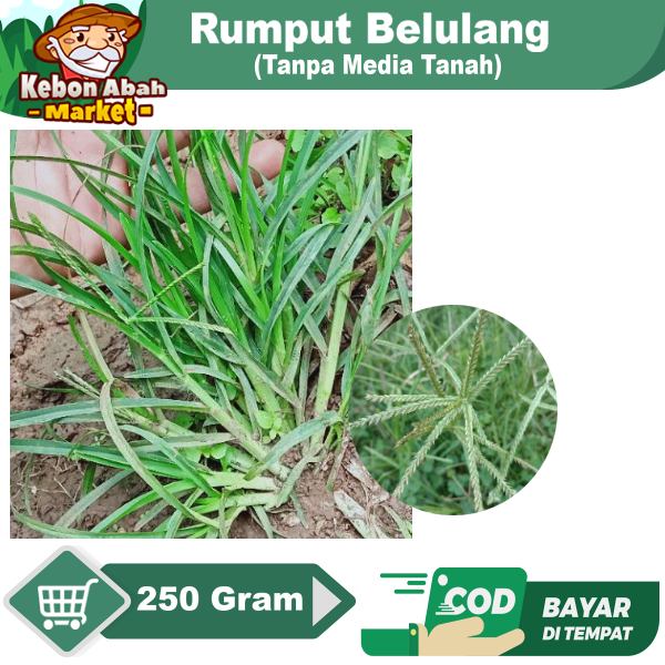 Jual Belulang Rumput Jampang 250 Gram Paragis Daun Akar | Shopee Indonesia
