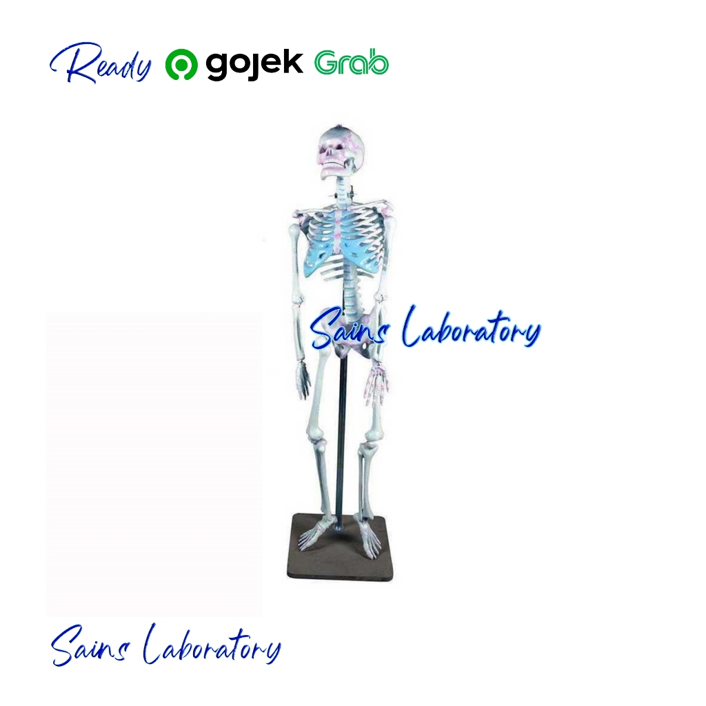 Jual Model Kerangka Manusia Dewasa 150 cm Human Skeleton Torso Model ...
